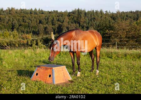 Horse trick training at Podium. Horse trail working Stock Photo - Alamy