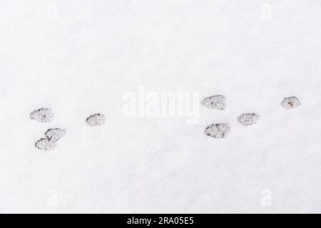 Eastern Cottontail Rabbit Tracks in snow Eastern North America Stock ...