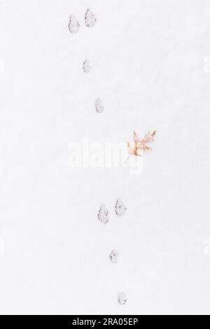 Eastern Cottontail Rabbit Tracks in snow Eastern North America Stock ...