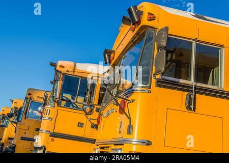 International Genesis school buses lined up in the early morning Stock ...