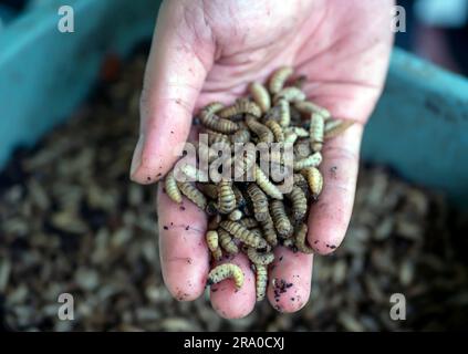 Black soldier fly larvae on food waste. Black soldier fly larvae used ...