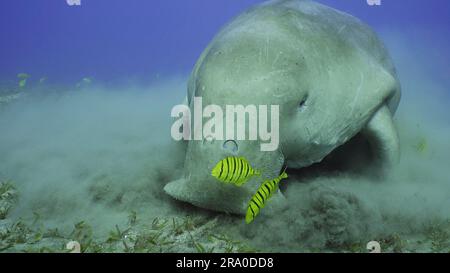 Portrait of Sea Cow (Dugong dugon) eating algae on seagrass meadow ...