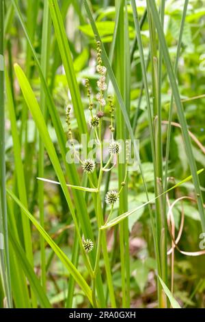 (Sparganium erectum) growing in the middle of Typha Latifolia reeds in ...