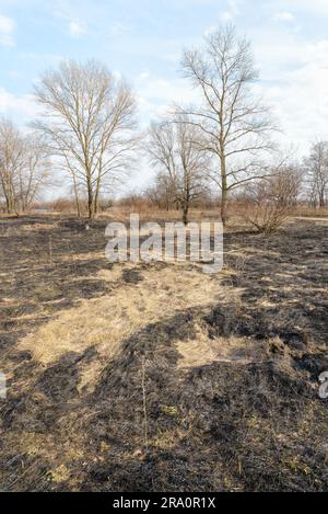 Wasteland after fire consequences: dry ground, tree roots and bushes ...