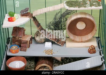 Russian Dwarf Hamster in cage (Phodopus sungorus), two cages with ...