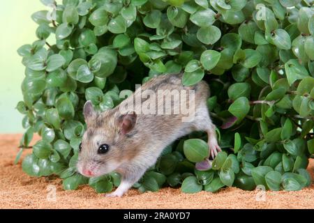Chinese Dwarf Hamster (Cricetulus griseus), Chinese Striped Hamster ...