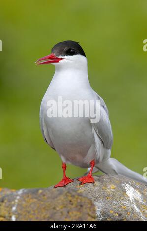 Arctic Tern Sterna Paradisaea Scotland U K Stock Photo - Alamy
