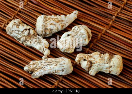 Angelica (Angelica sinensis), dried roots, Dong Quai, medicinal ...