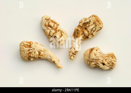 Angelica (Angelica sinensis), dried roots, Dong Quai, medicinal ...
