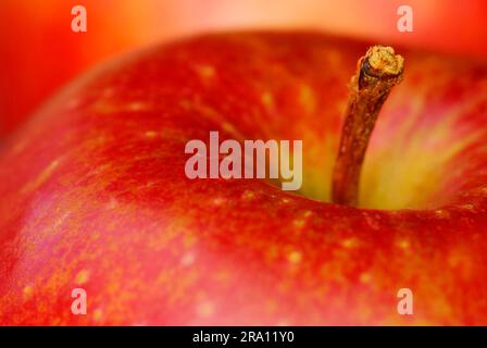 Apple 'Boskop' (Malus domesticus Stock Photo - Alamy