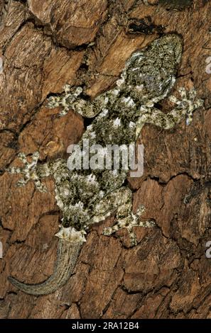 Common wall gecko or Tarentola mauritanica on a wall Stock Photo - Alamy