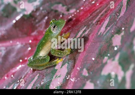 Glass frog (Cochranella granulosa), Nicaragua Stock Photo - Alamy