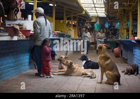 Street dog begging for food, Otavalo, Imbabura province, Ecuador Stock ...