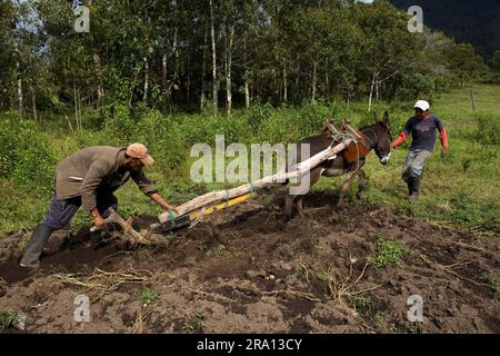 Farmers ploughing with a donkey, Casarpamba, Imbabura province, Ecuador ...