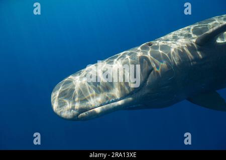 head of a sperm whale underwater, sperm whale underwater, Physeter catodon, Physeter ...