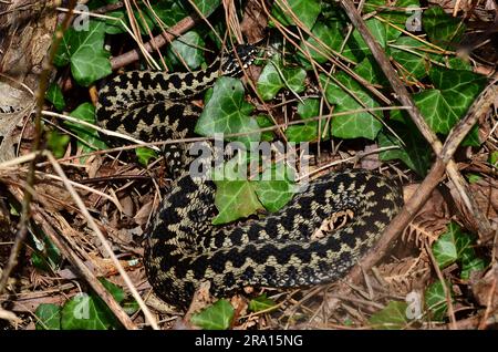 adult adder vipera berus at rest Stock Photo - Alamy