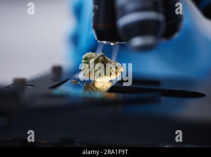 Plant in laboratory medical marijuana cannabis oil Stock Photo - Alamy