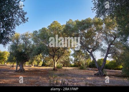 Olive tree orchard near Petrokefali in Crete, Greece, Europe Stock ...