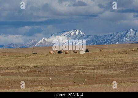 Three Yaks in Tibet Stock Photo - Alamy