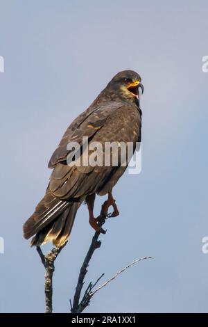 everglade kite (Rostrhamus sociabilis plumbeus), male on a tree, with ...