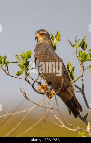 everglade kite (Rostrhamus sociabilis plumbeus), adult female sitting ...