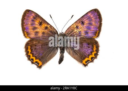Violet Copper (Lycaena helle), female, upperside, cut out Stock Photo ...