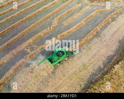 Aerial photo, canola fields in Recklinghausen-Essel, Ruhrgebiet region ...