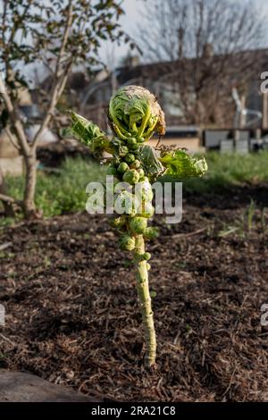 An unhealthy brussel sprout plant has been attacked by pests Stock ...