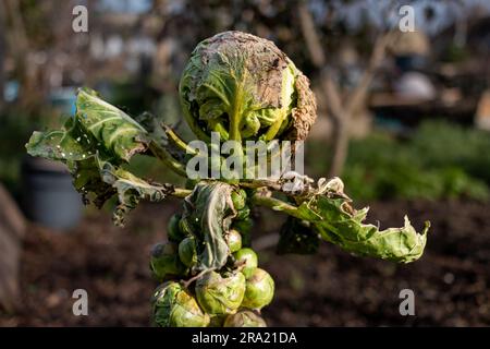 An unhealthy brussel sprout plant has been attacked by pests Stock ...