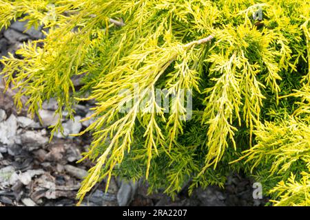 Juniperus × pfitzeriana "Golden Saucer" Pfitzer Juniper Stock Photo - Alamy