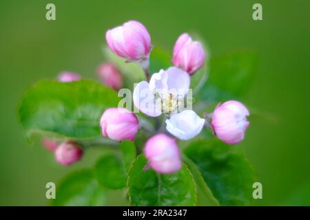 Apple tree sapling pink blossom detail Stock Photo - Alamy