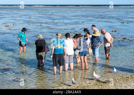Guided reef walk at low tide, Lagoon Beach, Lady Elliot Island Eco ...