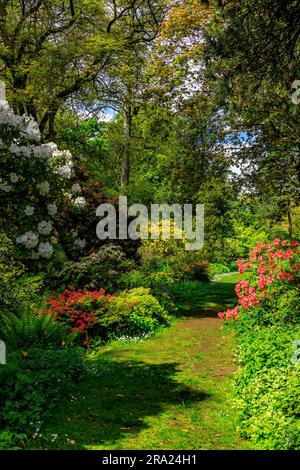 Colourful flowers of azaleas and rhododendrons in the woodlands at ...