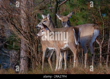 White-tailed deer meeting each other in the forest in Canada Stock ...