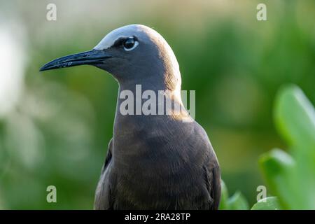 Close up portrait of Common noddy (Anous stolidus), Lady Elliot Island ...