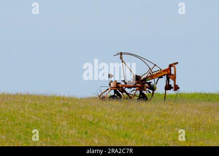 The machair, machair is a Gaelic word meaning fertile low lying grassy ...