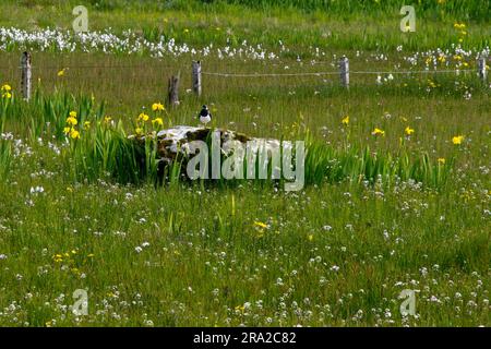The machair, machair is a Gaelic word meaning fertile low lying grassy ...