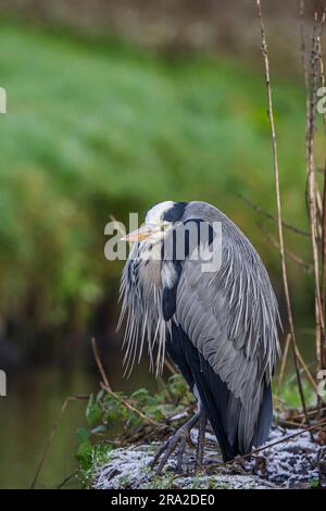 Ardea Cinerea. standing on the ground near a forest Stock Photo - Alamy