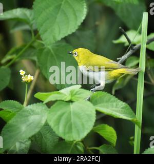 Indian white-eye or Oriental White-eye (Zosterops palpebrosus) bird ...