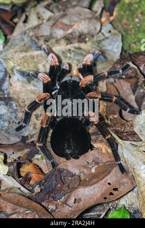 Costa Rica redlegged tarantula (Megaphobema mesomelas,) from Bosque de ...