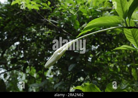 A flower bud of a long stalk trumpet shaped white flower ready to bloom ...
