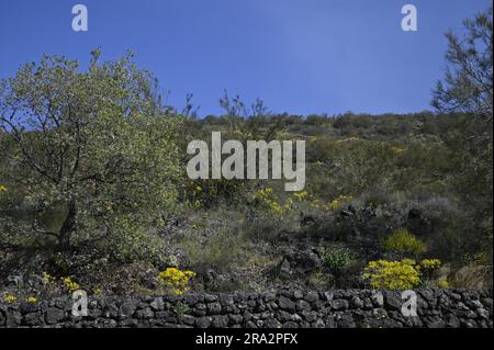 Scenic landscape on the grounds of Parco dell'Etna a protected natural ...