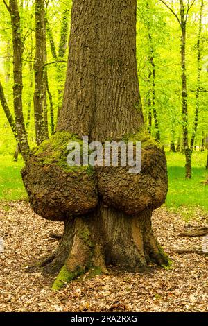 France, Somme, Crécy Forest, canker on the trunk of an oak tree Stock ...