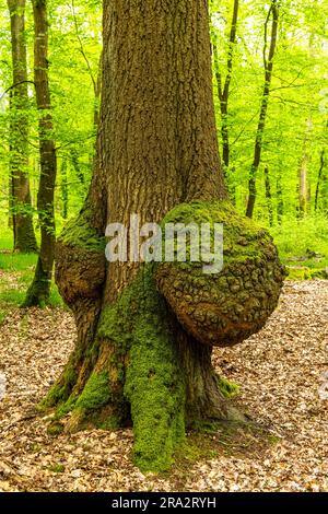 France, Somme, Crécy Forest, canker on the trunk of an oak tree Stock ...
