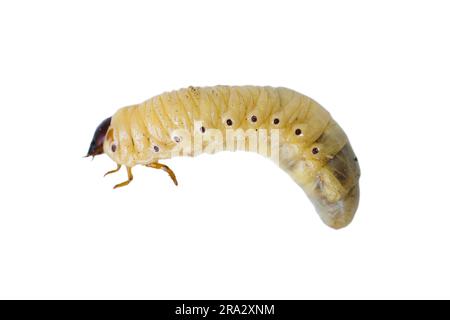 Large fat larva of the Maybug isolated on white background, top view ...