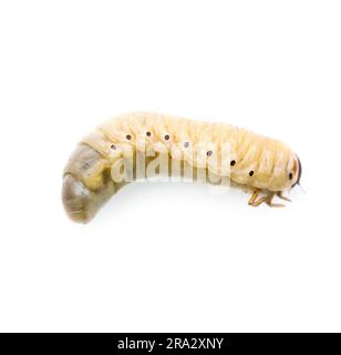 Large fat larva of the Maybug isolated on white background, top view ...