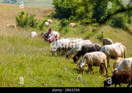 Herding of animals in the landscape of Viscri Stock Photo - Alamy