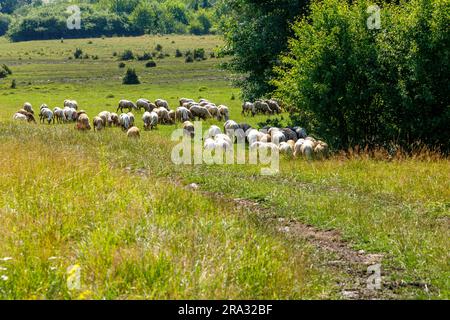 Herding of animals in the landscape of Viscri Stock Photo - Alamy