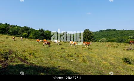 Cow herding in the landscape of Viscri Romania Stock Photo - Alamy