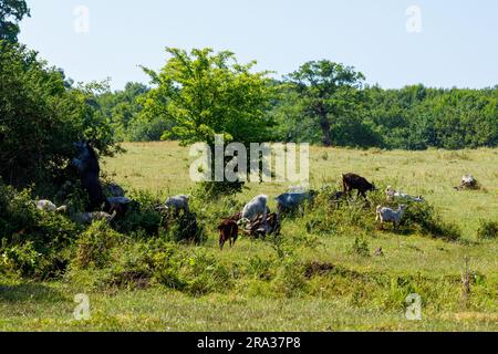 Herding of animals in the landscape of Viscri Stock Photo - Alamy